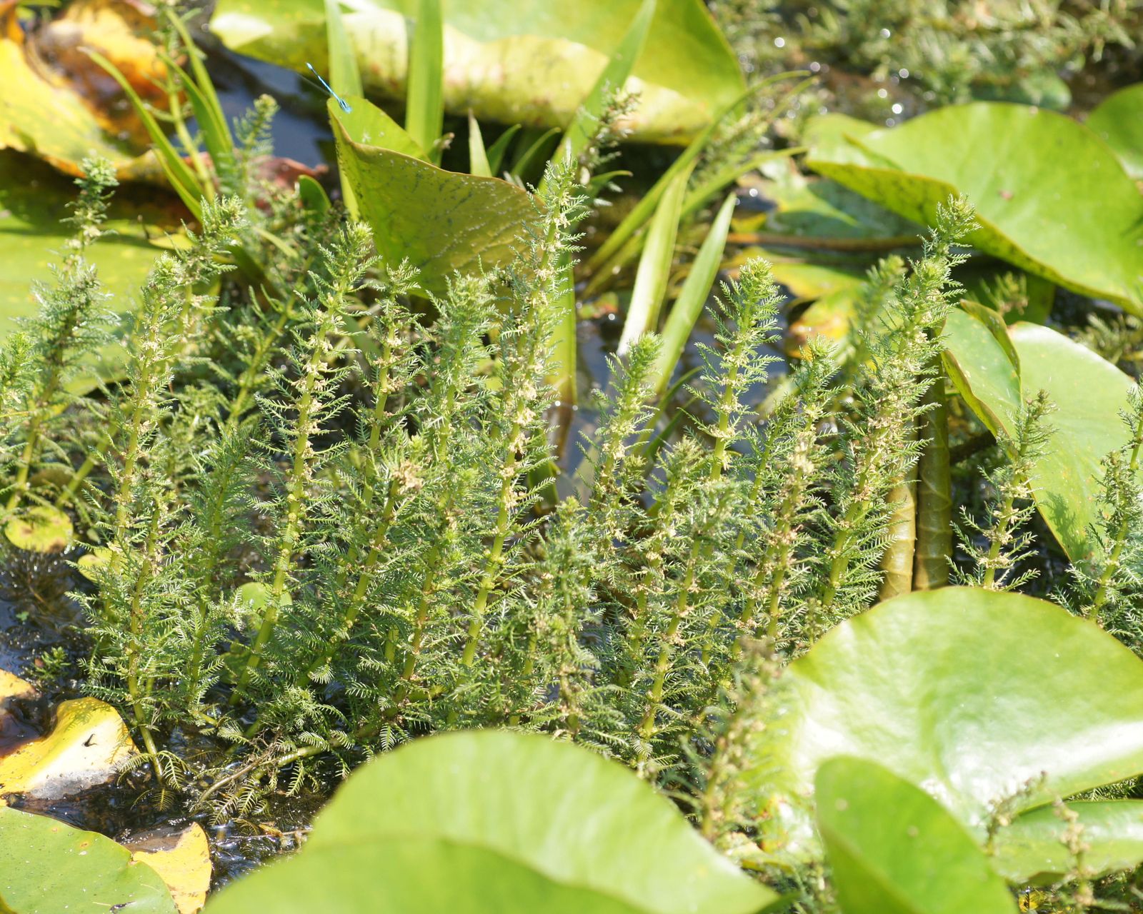 Best pond plants: 10 to grow in a garden water feature | Homes and Gardens