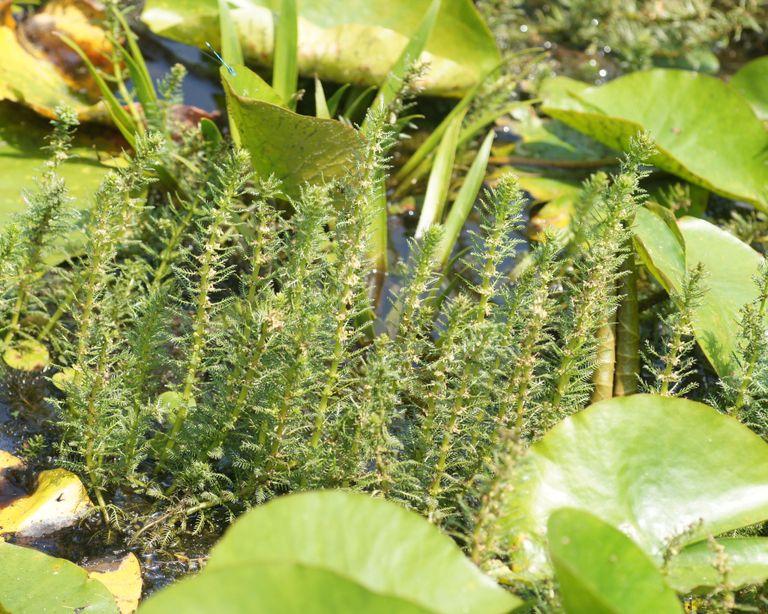 Best pond plants: 10 to grow in a garden water feature | Homes and Gardens