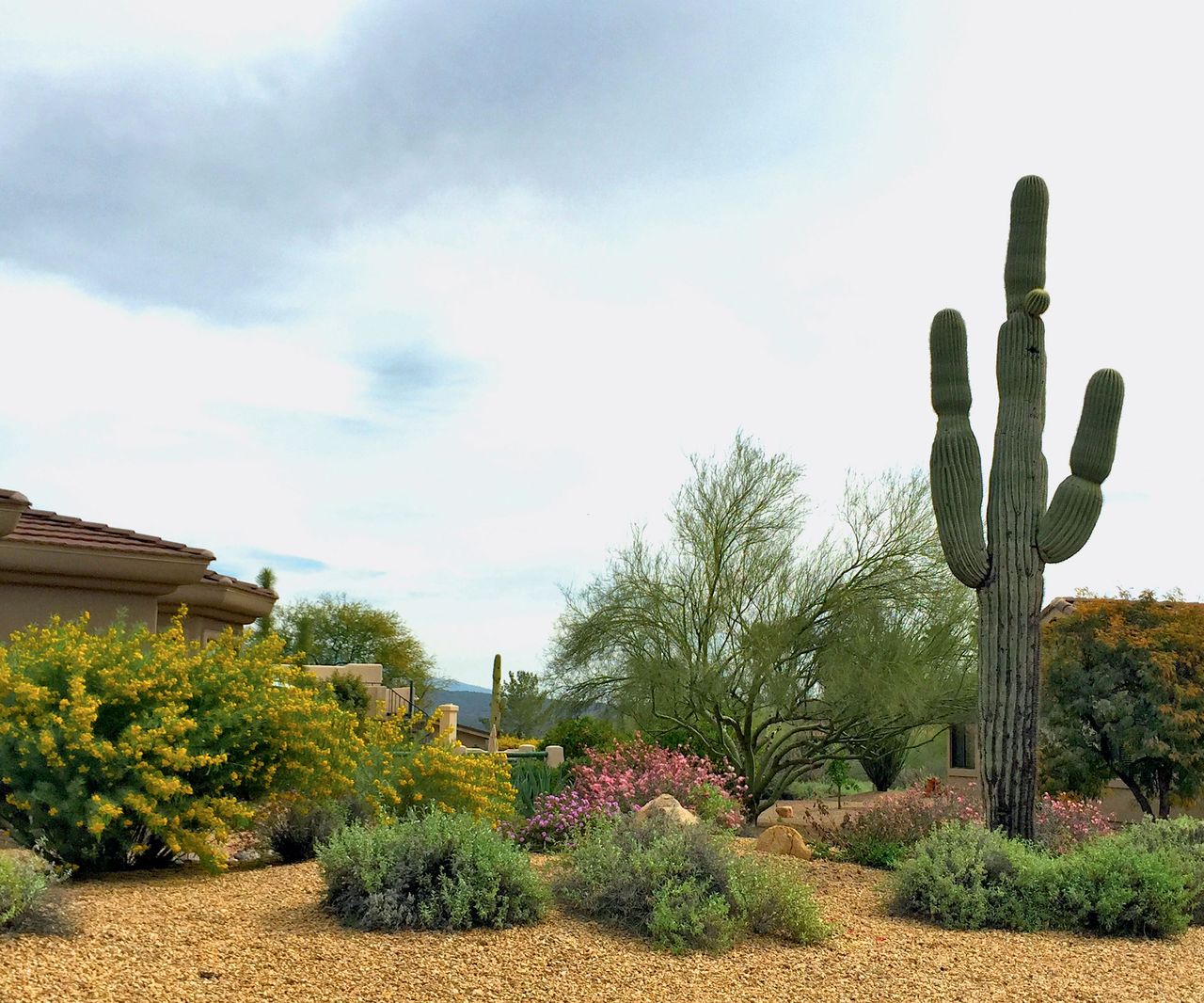 Xeriscaping: how to use this landscaping method in your yard | Homes ...