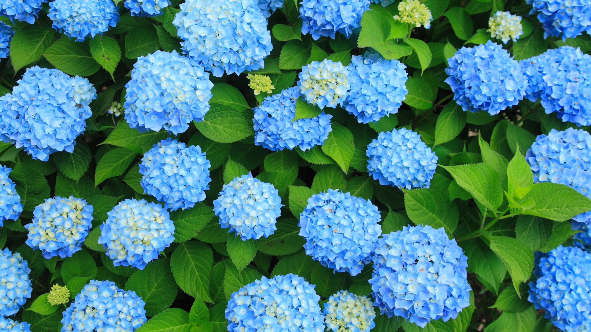 What to Do With Hydrangeas in June for Big, Billowy Blooms | Gardening ...