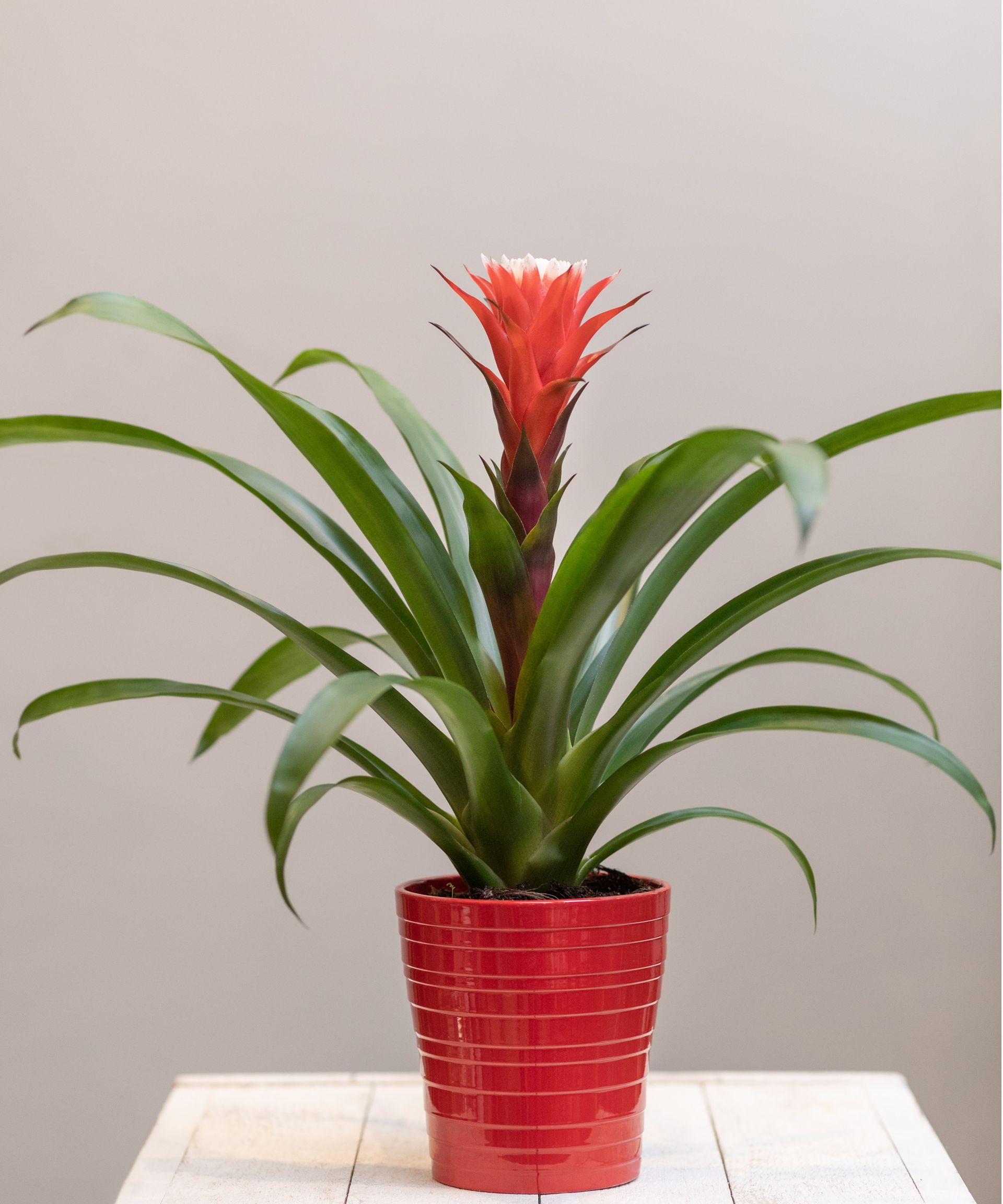 Best red houseplants: 7 energizing indoor plants | Homes and Gardens