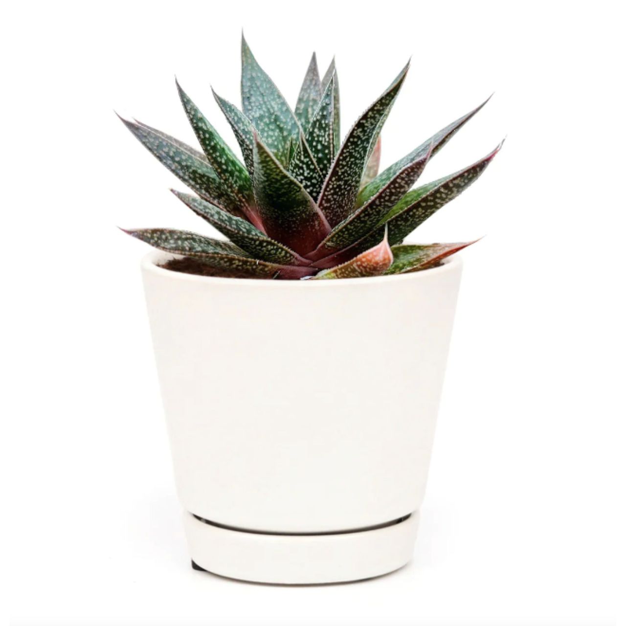 The best houseplants for small spaces | Real Homes