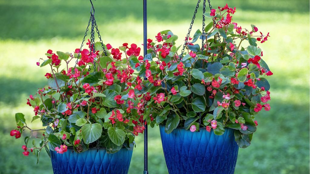 How to grow begonias in pots: 5 expert tips | Homes and Gardens