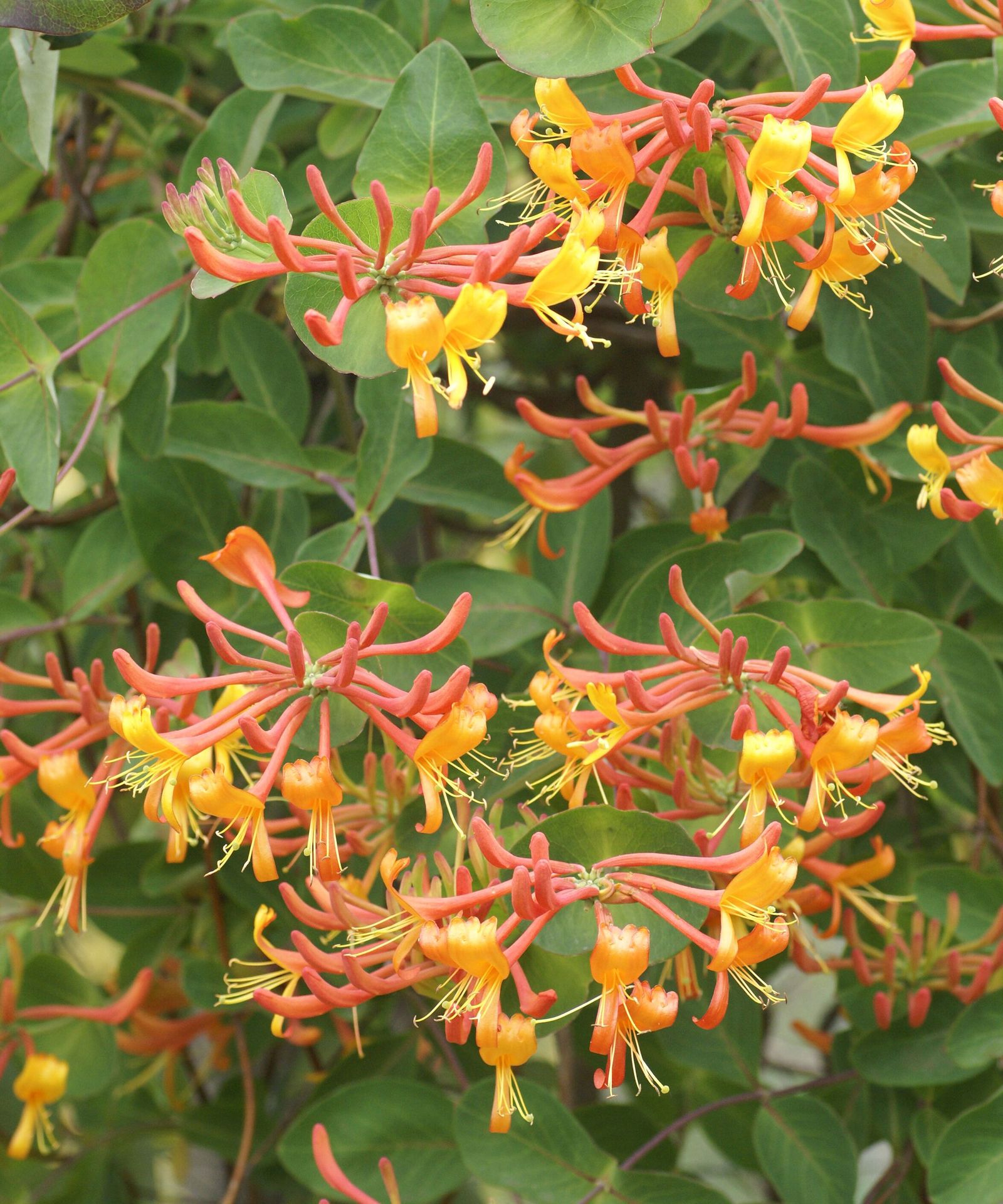 10 invasive plants: and how to stop them spreading | Homes and Gardens