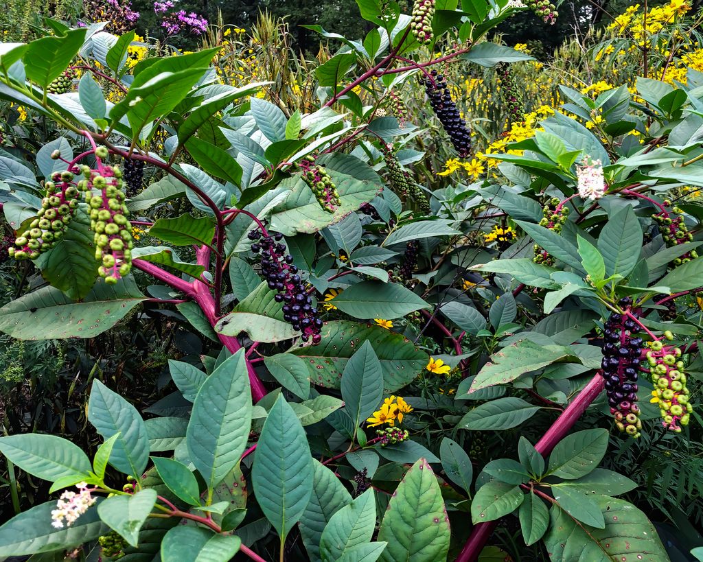 People Hate This Toxic Weed, But I Secretly Love It – Here’s Why ...