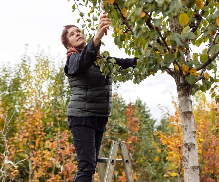 Expert tips for how to prune tree branches correctly at home | Homes and Gardens