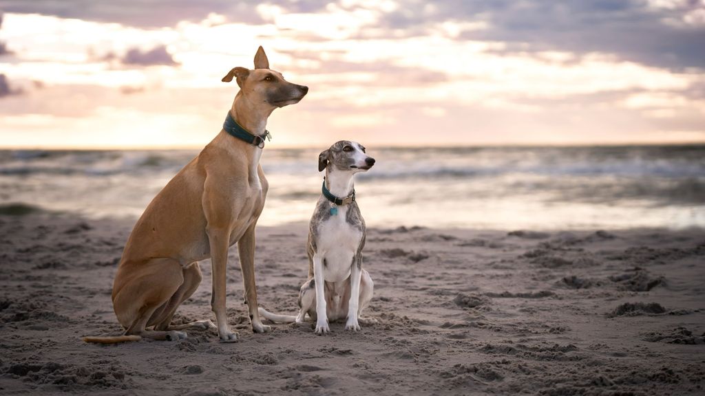 Greyhound vs whippet: Breed comparison | PetsRadar