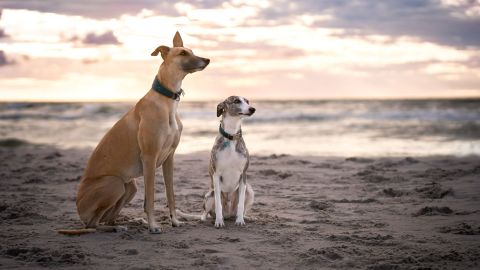 Greyhound vs whippet: Breed comparison | PetsRadar