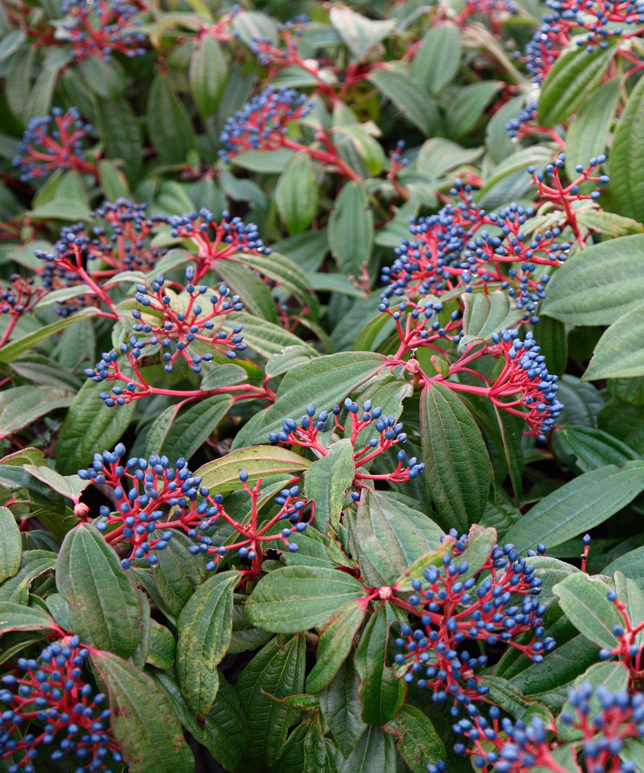 What to plant in zone 4: expert advice to get planting right | Homes ...