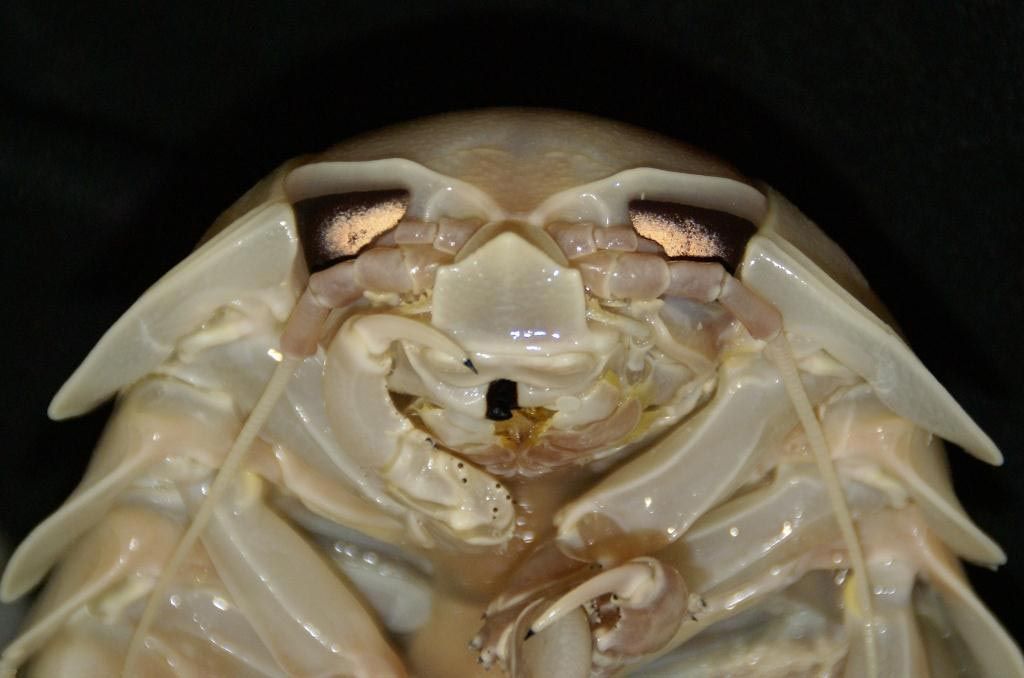 Survival of the Grossest: 8 Disgusting Animal Behaviors | Live Science