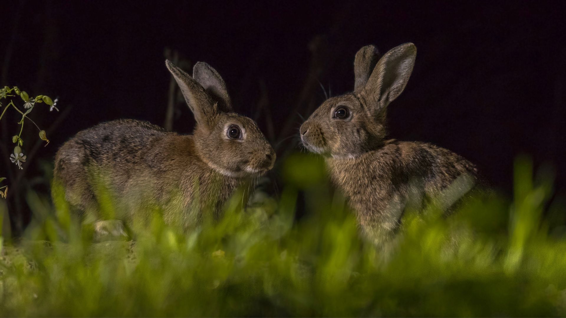 Are rabbits nocturnal? Vet nurse explains what your bunny gets up to at ...