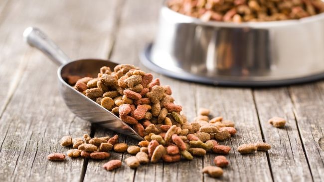 What's in kibble and why do animals find it so tasty? | PetsRadar