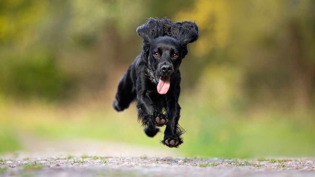 32 things to love about Cocker Spaniels | PetsRadar