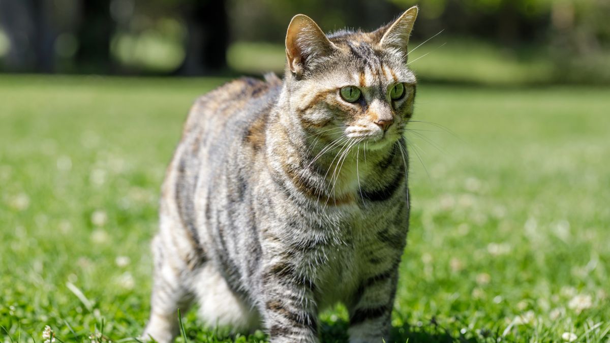 32 types of large breed cats | PetsRadar