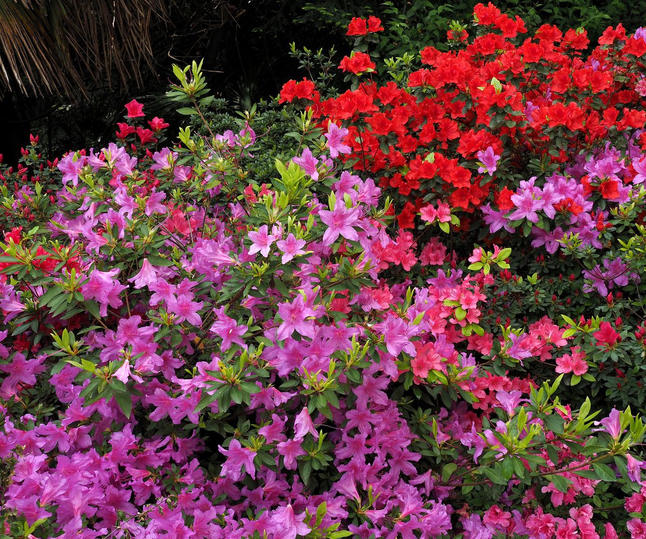 How to overwinter azaleas: expert advice for greater blooms | Homes and ...