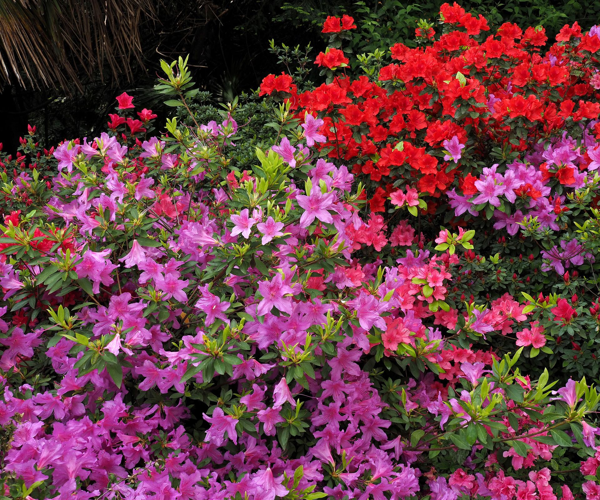 How to overwinter azaleas: expert advice for greater blooms | Homes and ...
