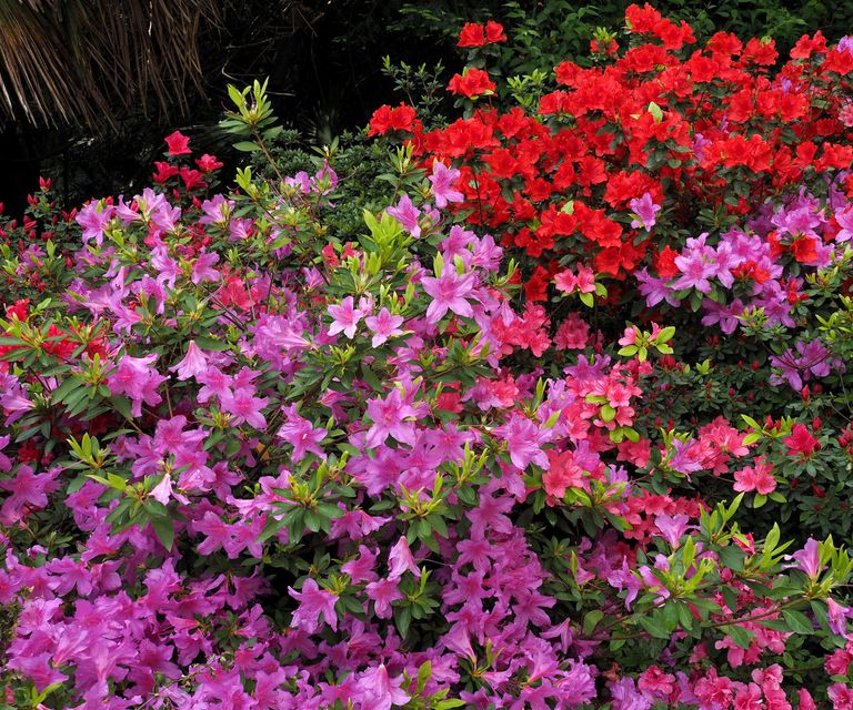 How to overwinter azaleas: expert advice for greater blooms | Homes and ...