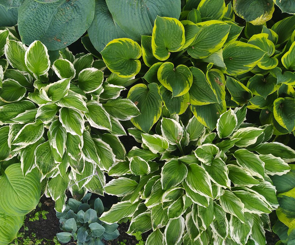 Too Good To Be Forgotten: 8 Best Underrated Plants To Try | Gardening ...