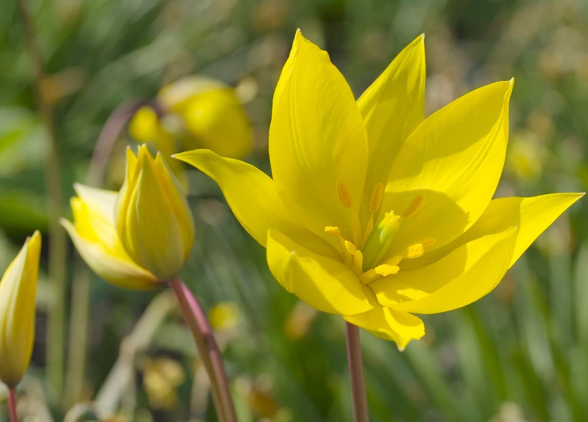 Woodland Tulip Care: Tips On Growing Woodland Tulips In Gardens ...