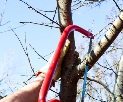 Tree pruning mistakes to avoid making in your backyard | Homes and Gardens