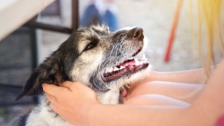32 facts you need to know about adopting a dog | PetsRadar
