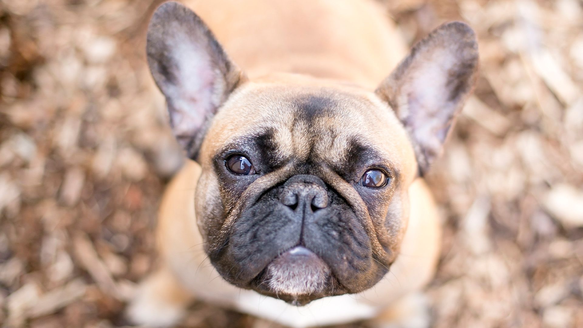 23 brachycephalic dog breeds and their health issues | PetsRadar