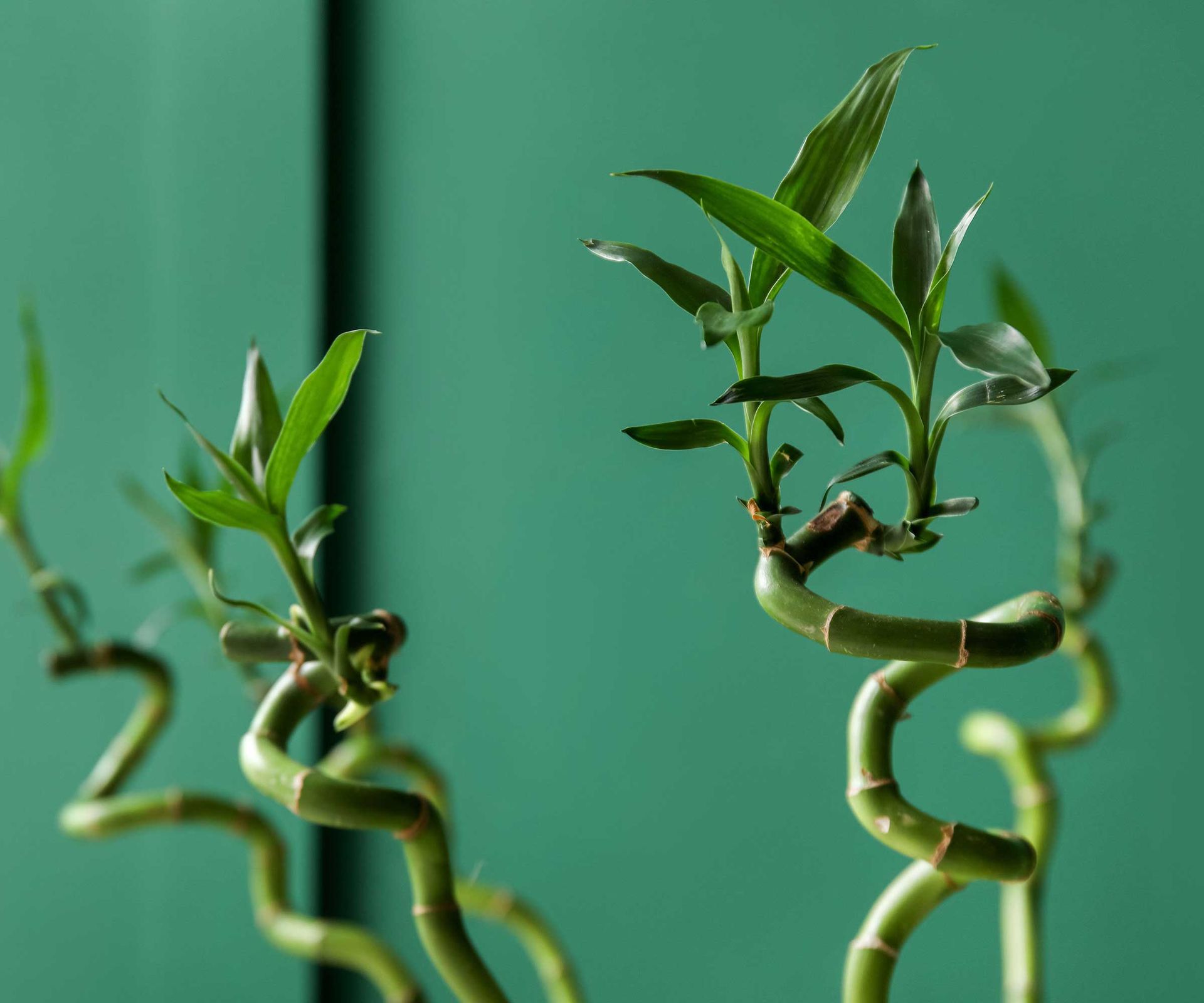 How to repot an indoor bamboo: tips for lucky bamboo | Homes and Gardens