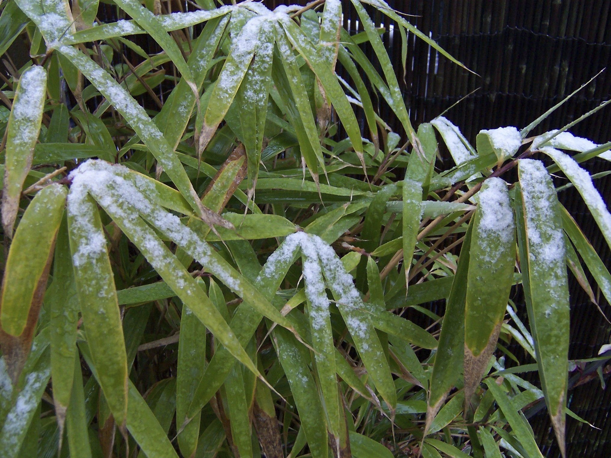 My Bamboo Is Turning Brown - How To Take Care Of A Browning Bamboo ...