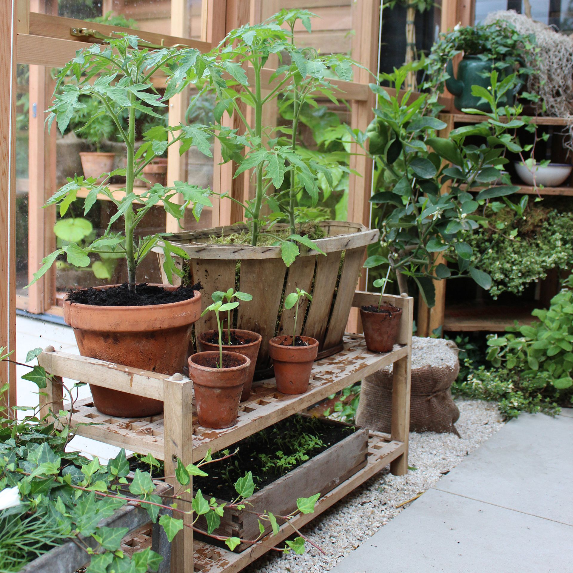 How to grow tomatoes vertically: an expert guide | Ideal Home