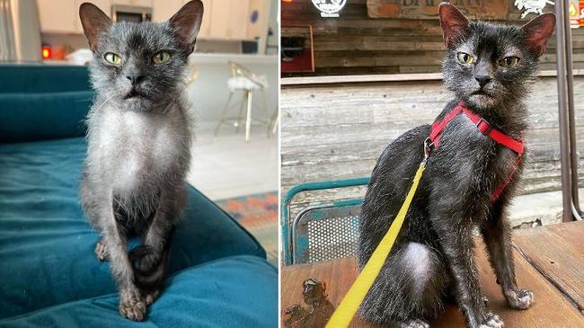 Meet Chupie the Chupacabra cat, the ‘meowtivational speaker’ who has ...