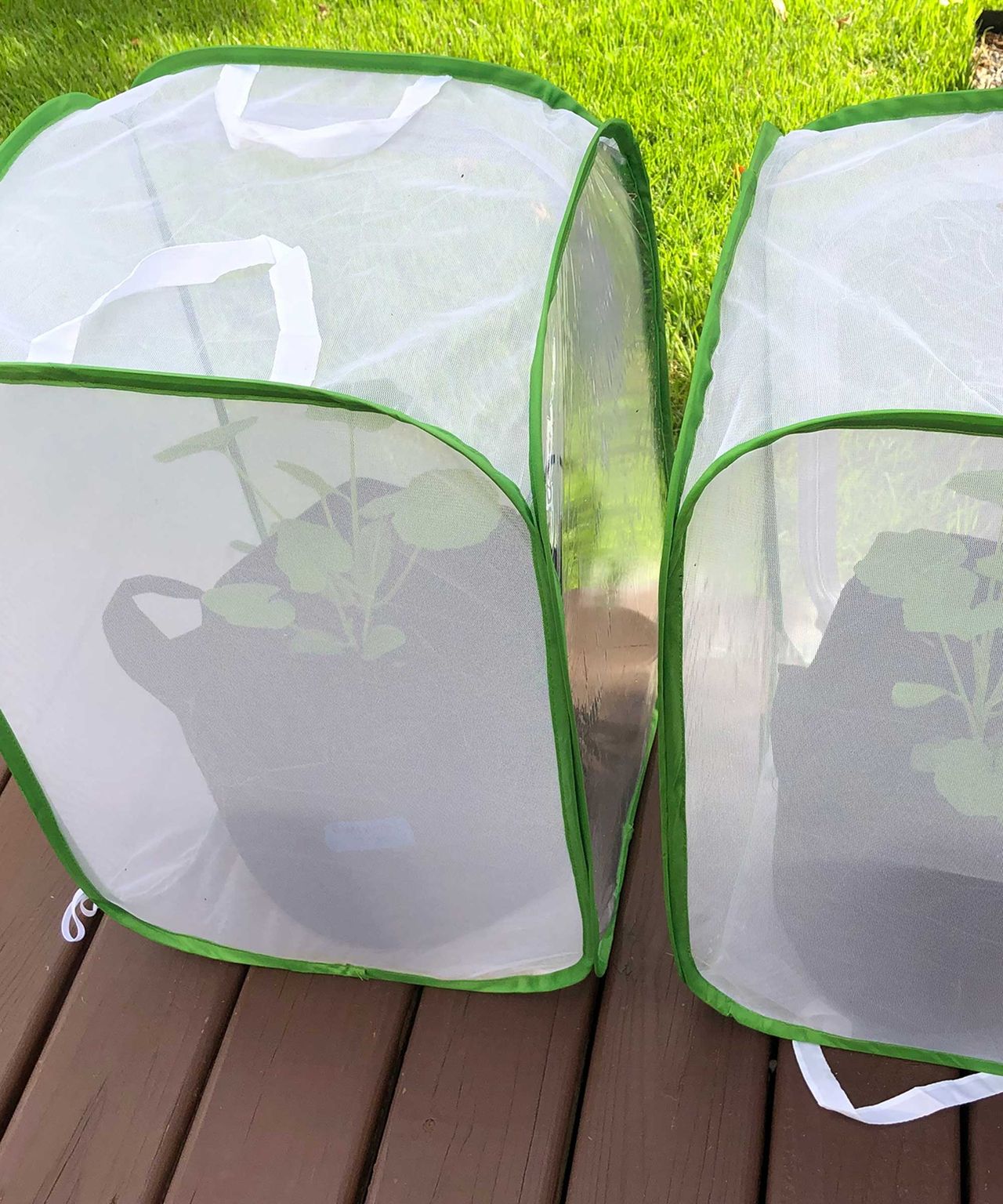 How to get rid of squash vine borers: 5 methods to try | Homes and Gardens