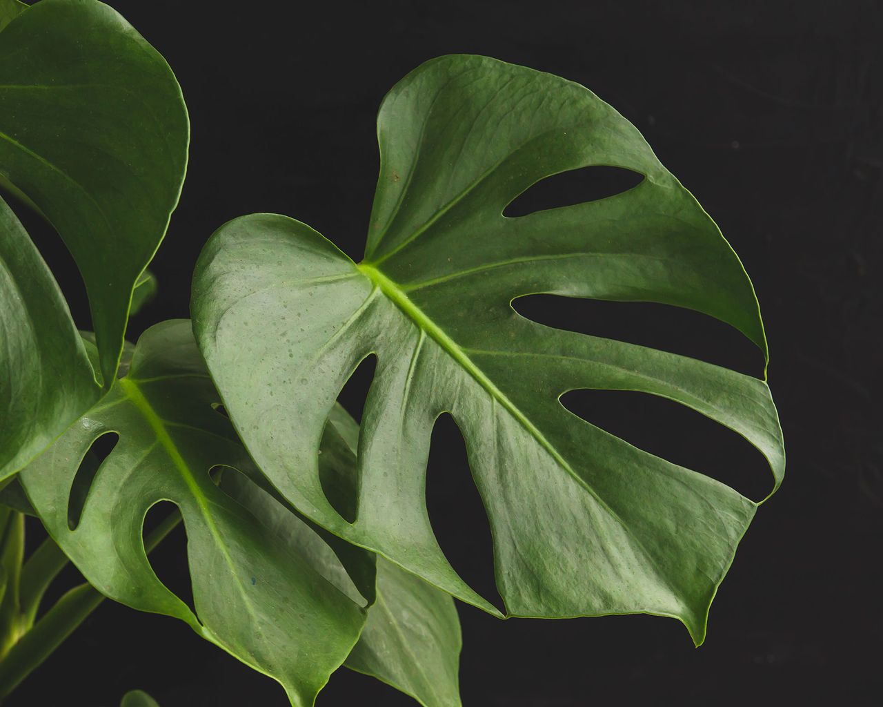 Swiss cheese plant care and growing tips: expert plant advice ...