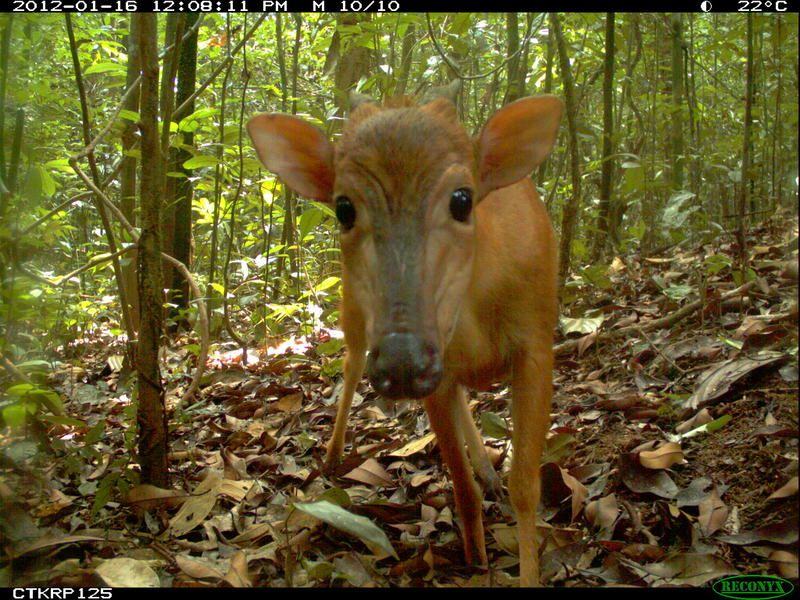 Photos: Hidden Cameras Find Diverse Animals in Tropical Forests | Live ...