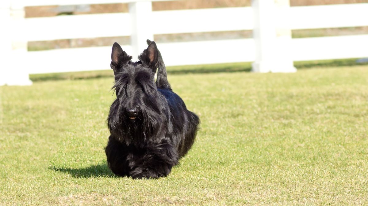 Seven small Scottish dog breeds | PetsRadar