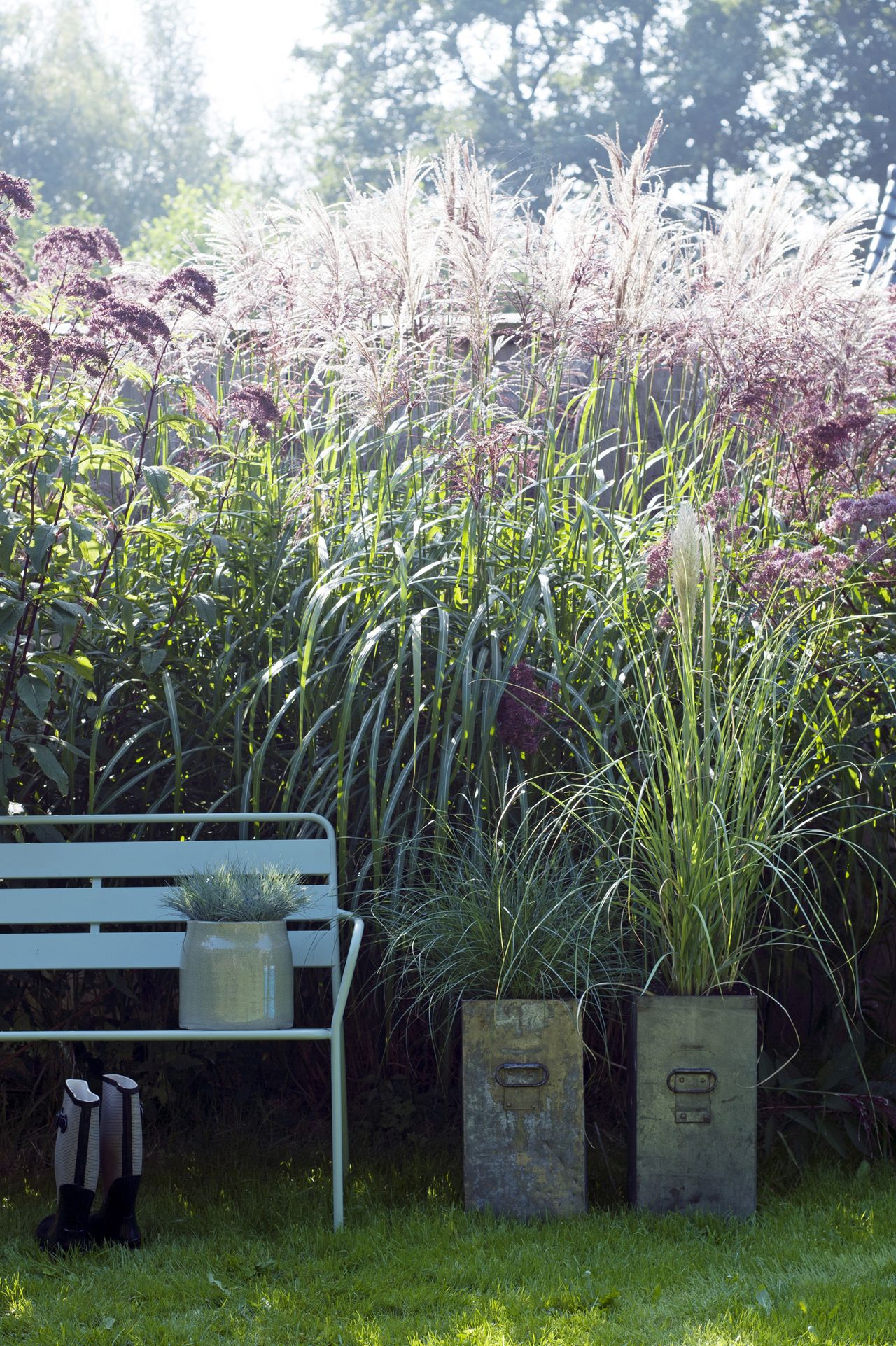 How to grow pampas grass: follow our tips on when and where to plant ...