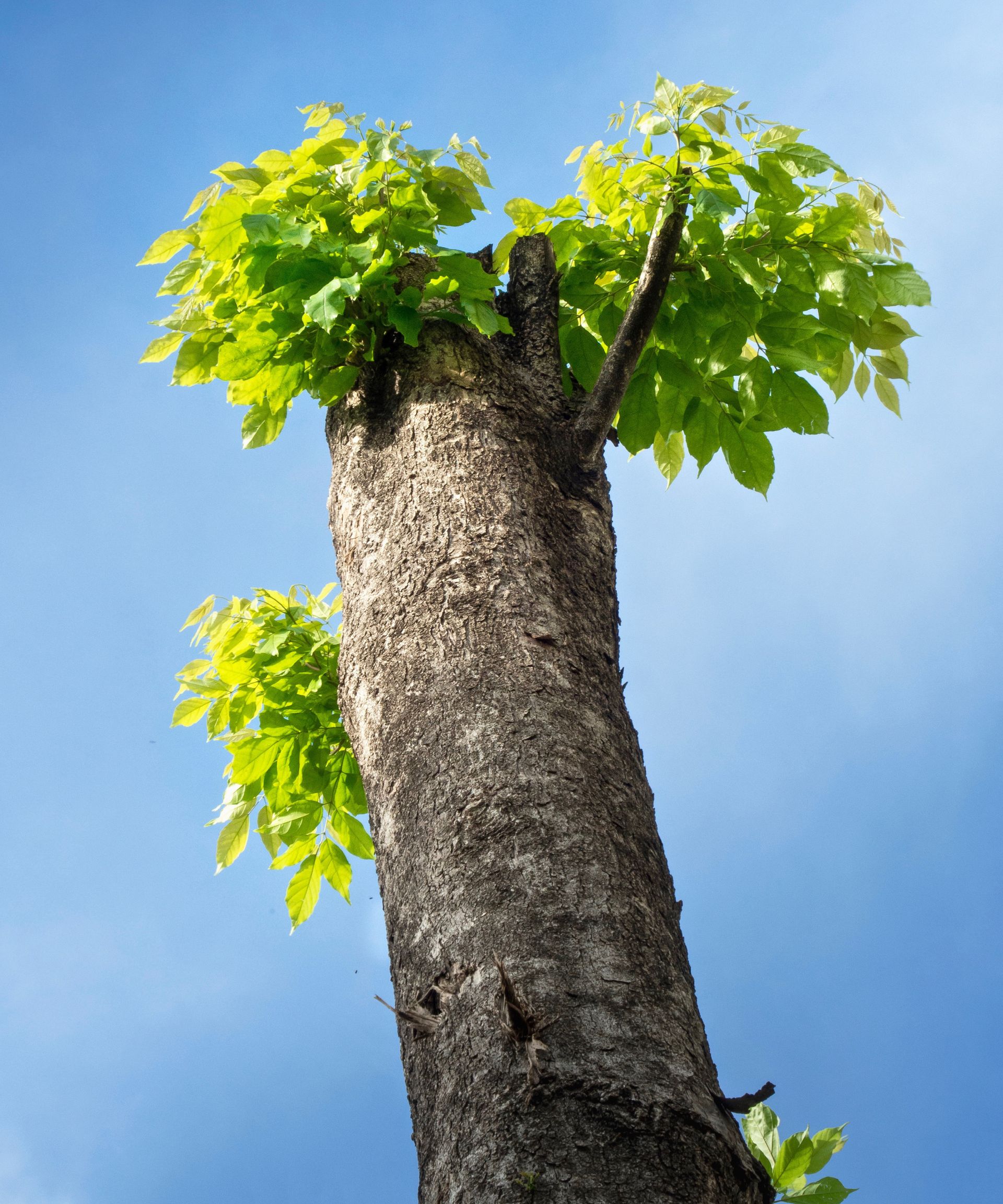 Crown-Raising Trees to Let More Light Into Your Landscape | Gardening ...