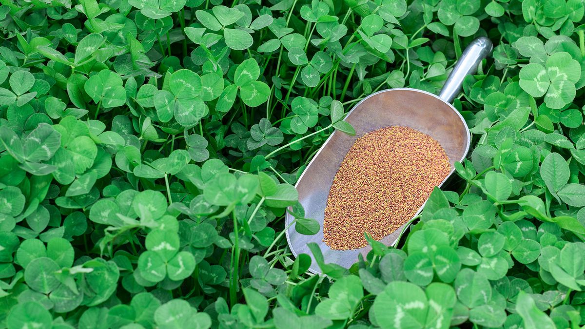 9 benefits of a clover lawn and why it’s a sustainable choice | Tom's Guide