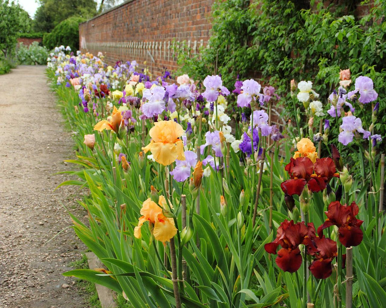 Bearded iris care and growing guide | Gardeningetc