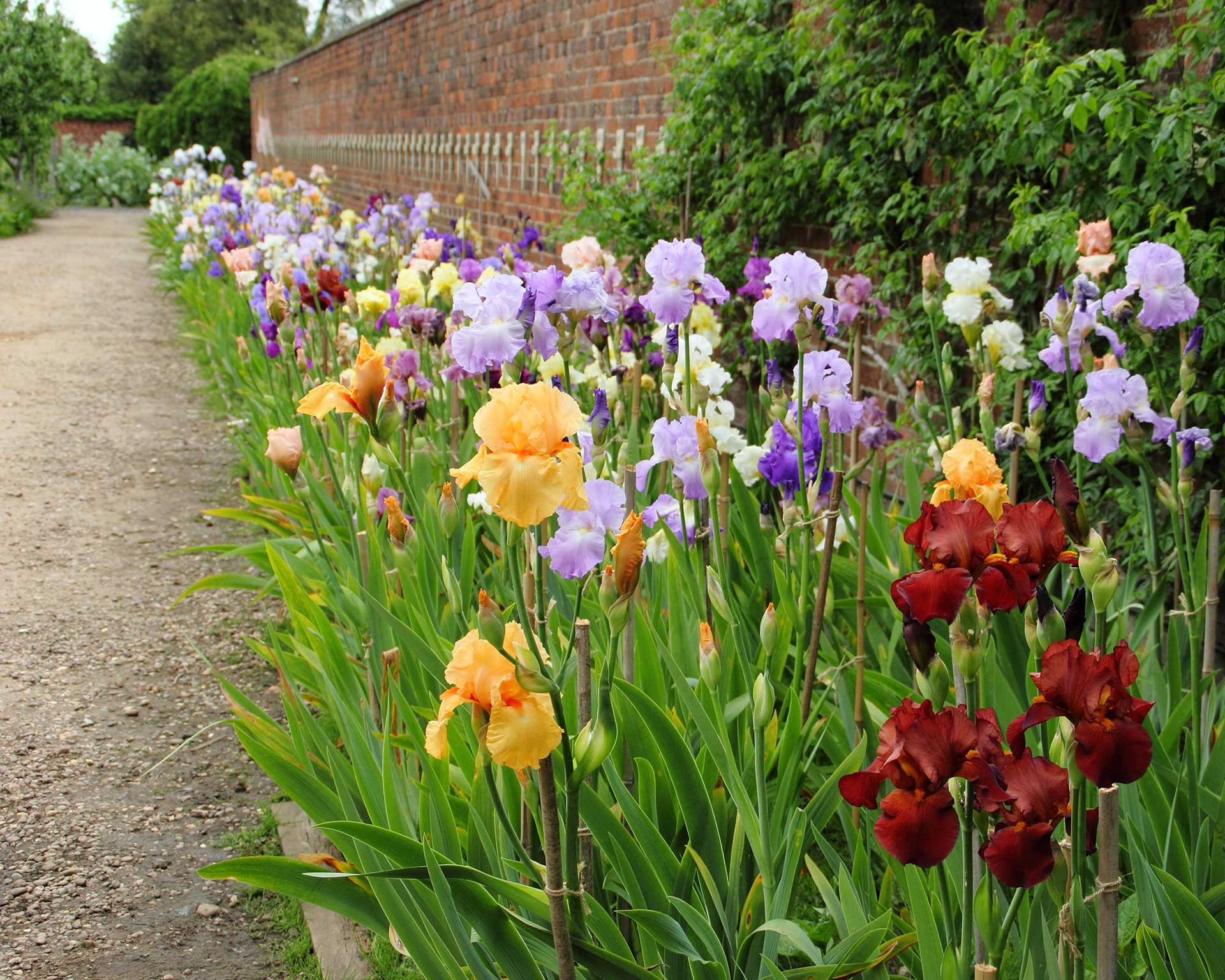 Bearded iris care and growing guide | Gardeningetc