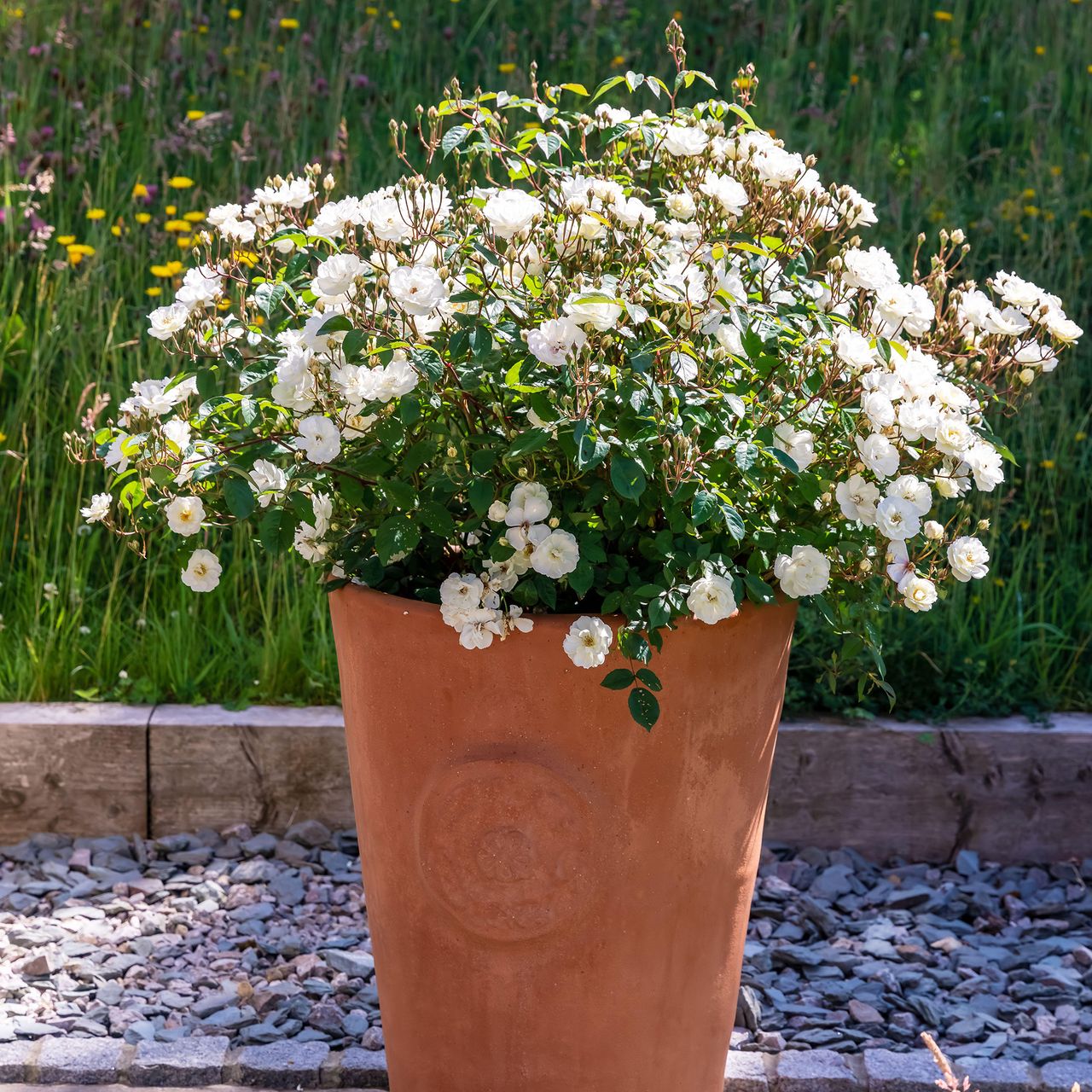 The best low-maintenance plants for pots anyone can master | Ideal Home