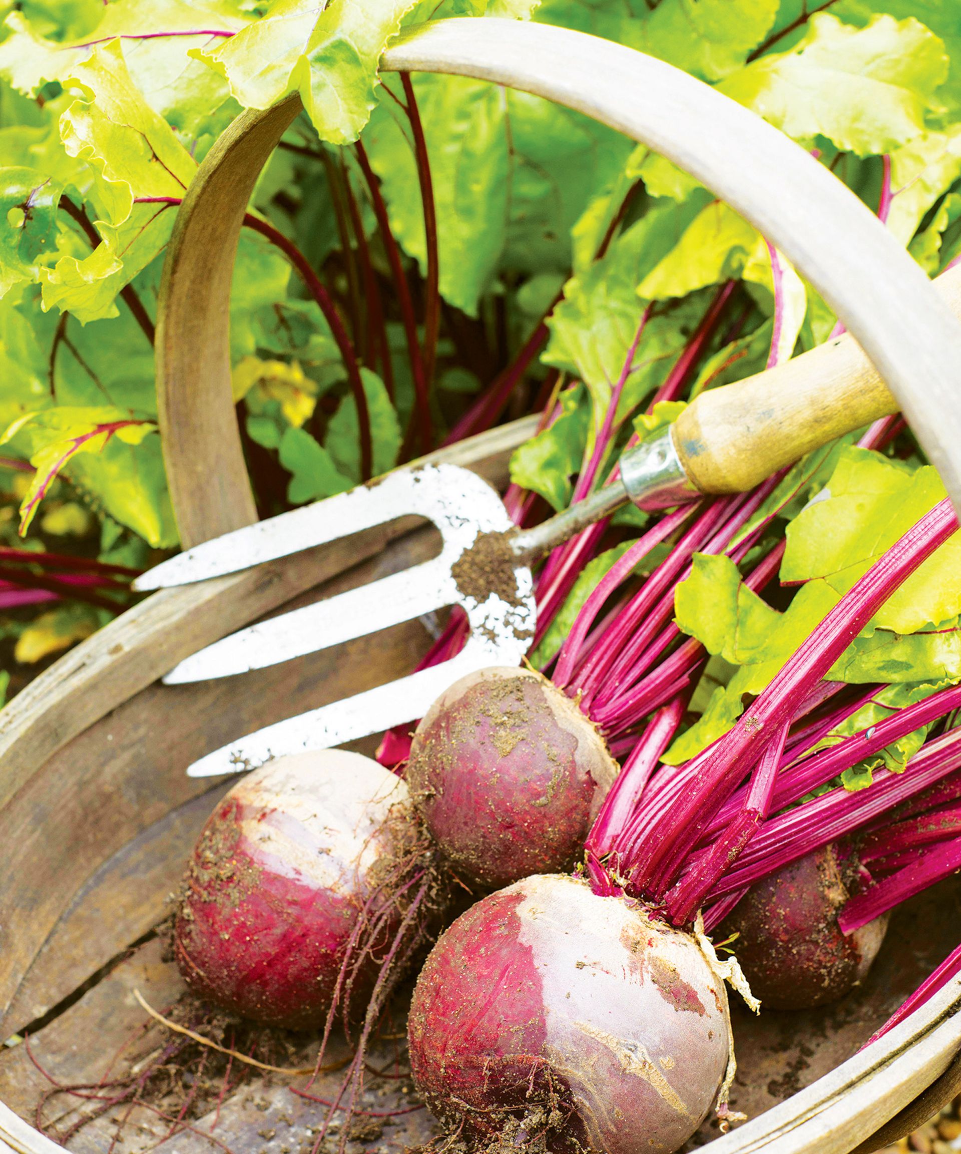 Do you need to fertilize beets? Expert tips for feeding | Homes and Gardens