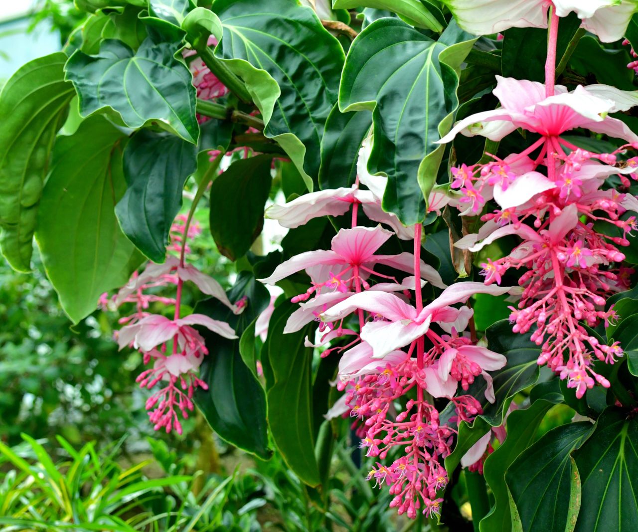 Best indoor hanging plants: 12 trailing varieties | Homes and Gardens