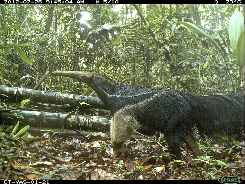 Photos: Hidden Cameras Find Diverse Animals in Tropical Forests | Live ...