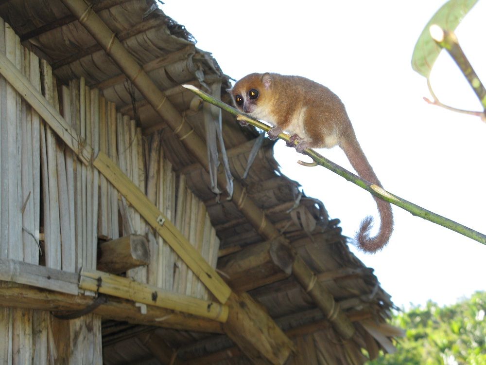 New Lemur Climbs out of Hiding in Madagascar | Live Science