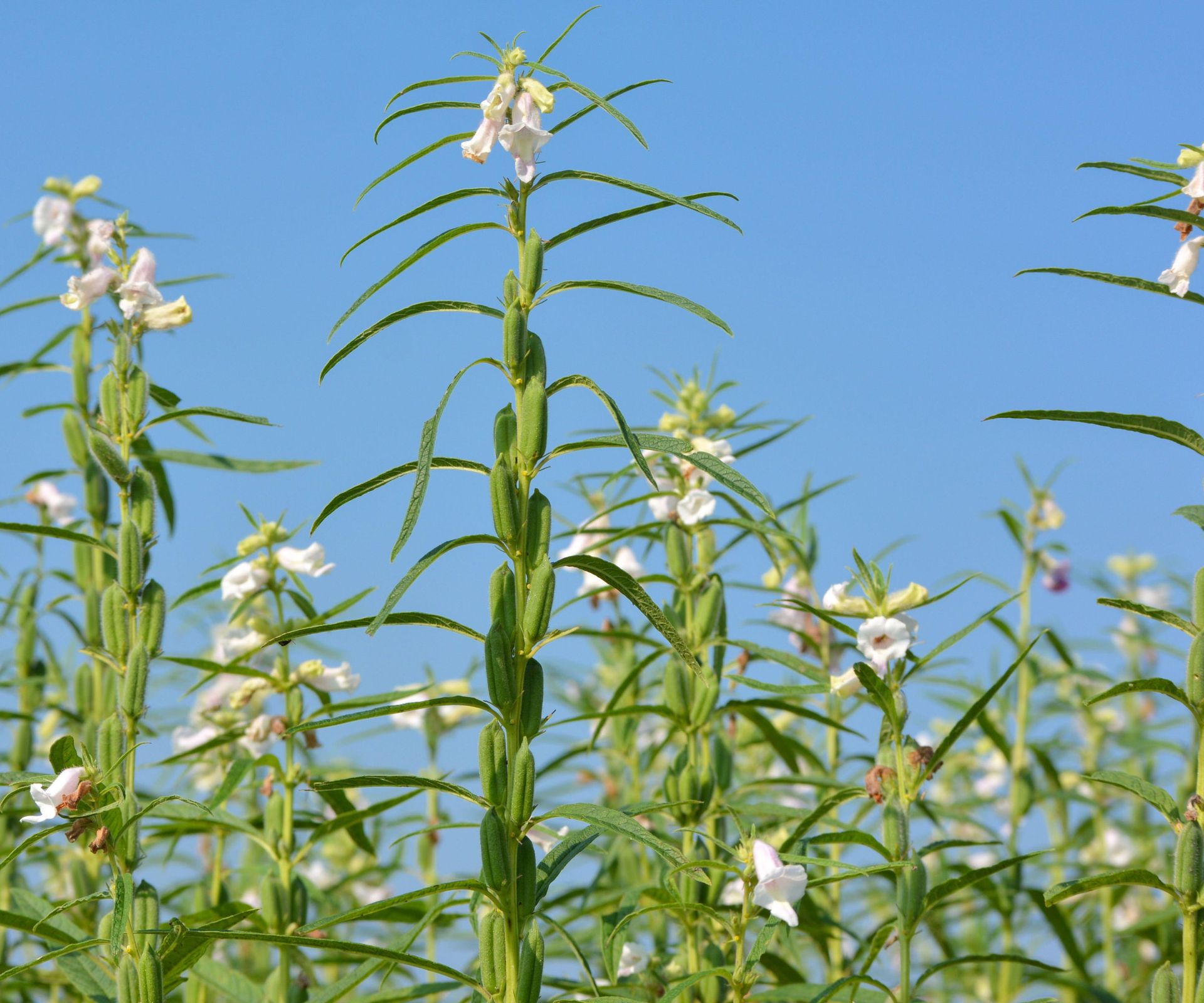 How to grow sesame plants at home: expert growing tips | Homes and Gardens