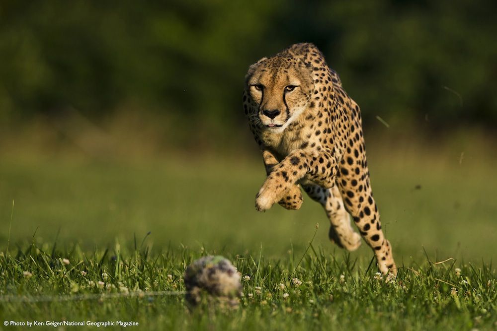 Cat Album: The Life of a Cheetah | Wild Cat Photos | Live Science
