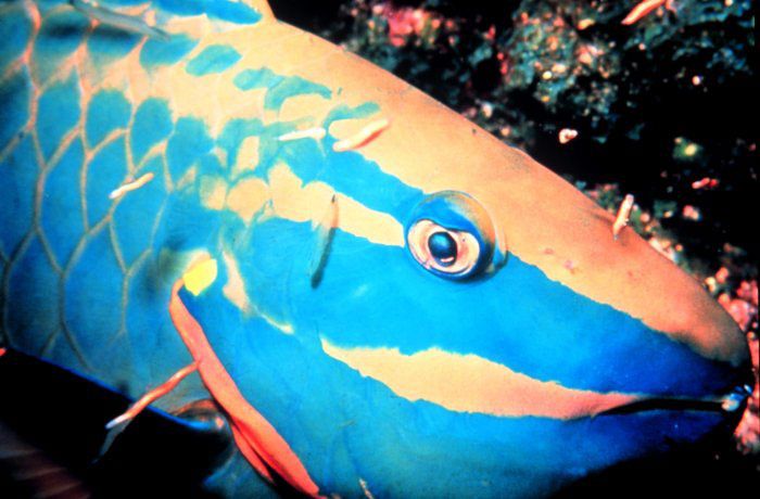 Photos: The freakiest-looking fish | Live Science