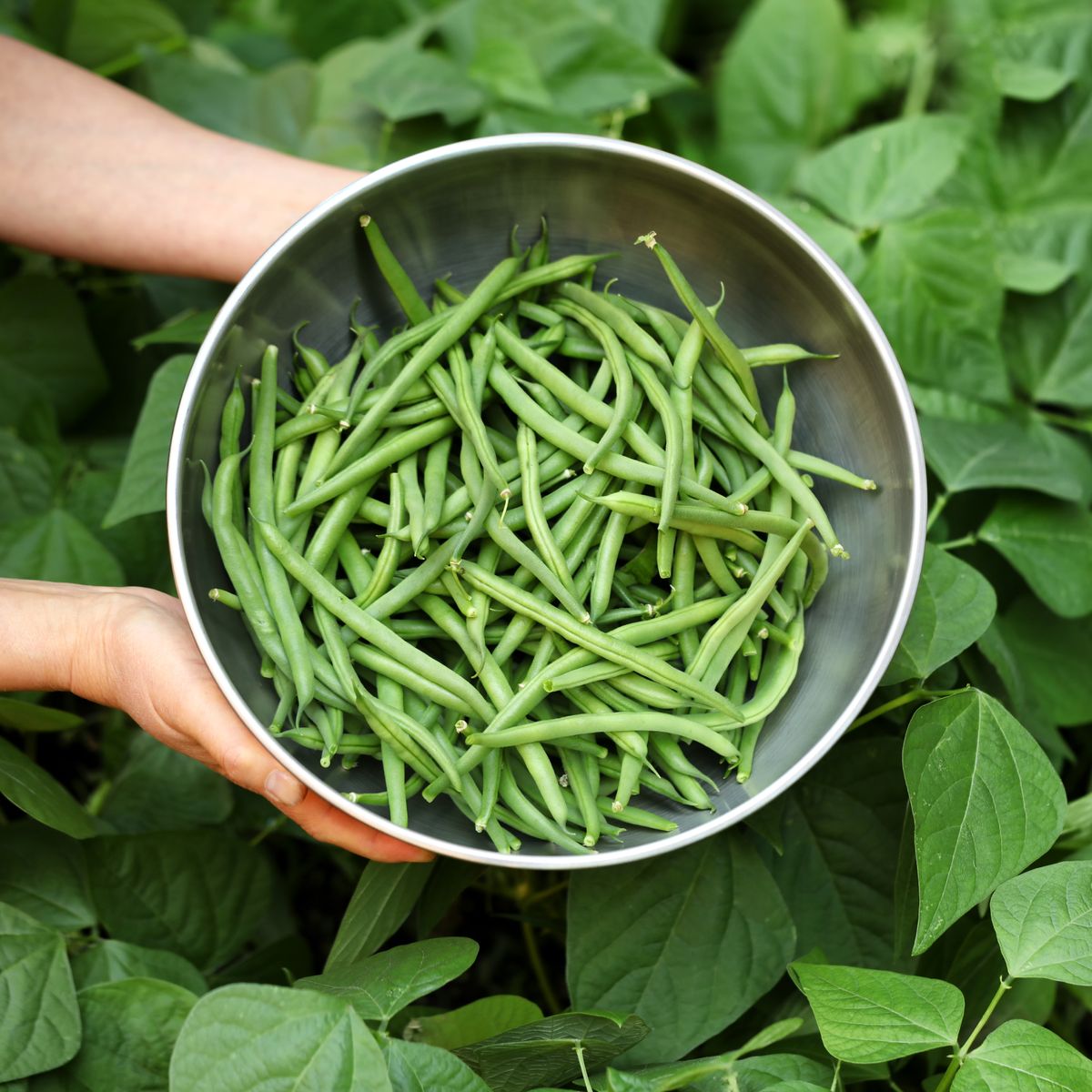 How And When To Pick Green Beans For The Best Flavor | Gardening Know How