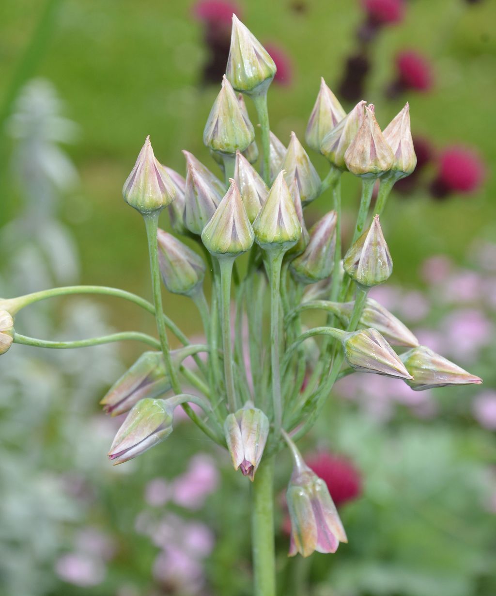 What to plant in September: our top 14 flowers to grow | Gardeningetc