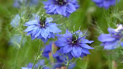 8 Enchanting Blue Flowers You Can Start From Seed In Winter | Gardening ...